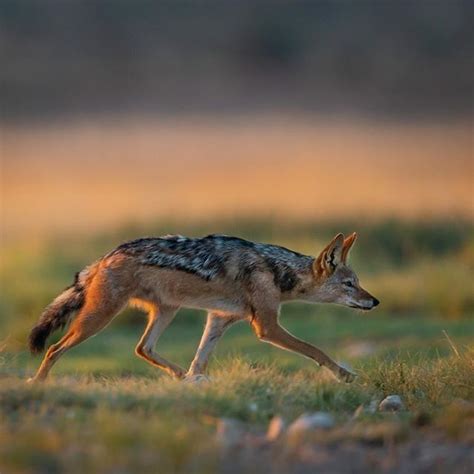 Focused Jackal Blackbackedjackal Sunrise Black Backed Jackal Diet