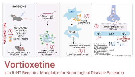 Vortioxetine Is A 5 Ht Receptor Modulator For Neurological Disease Research Immune System Research