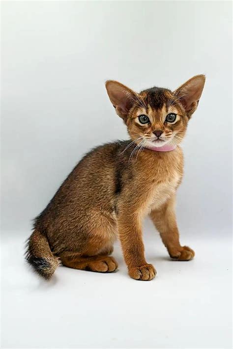 Yunona Abyssinian Kitten With Tawny Fur And Green Eyes