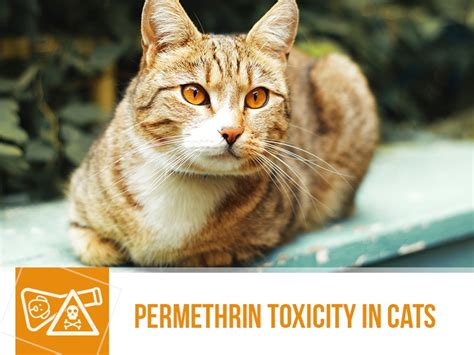 The Pet Professionals