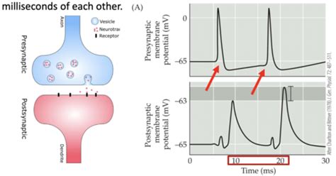 Lecture 8 Plasticity Flashcards Quizlet