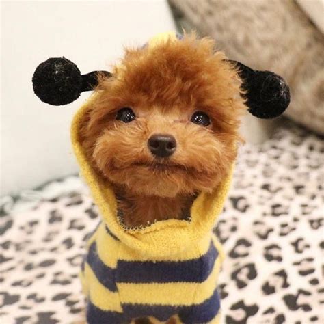 25 Teddy Bear Dog Breeds Shichon Morkie Cockapoo Artofit