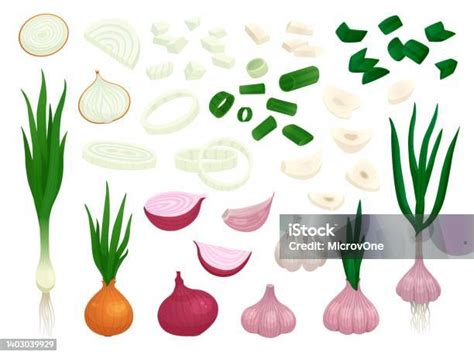 생 양파 반 양파 야채는 신선한 컷을 슬라이스합니다 껍질을 벗긴 마늘 조각 만화 유기농 녹색 부추 고립 된 샬롯 요리 향신료 인종 차별 벡터 세트 양파에 대한 스톡 벡터