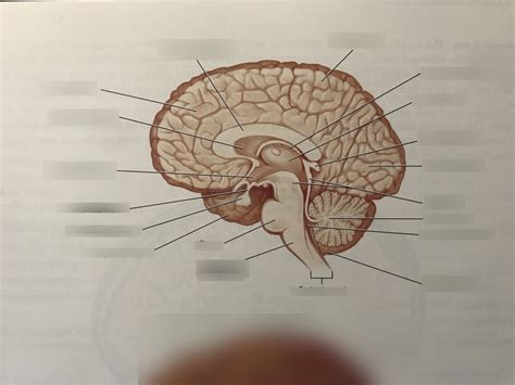 Brain Side View Diagram Quizlet