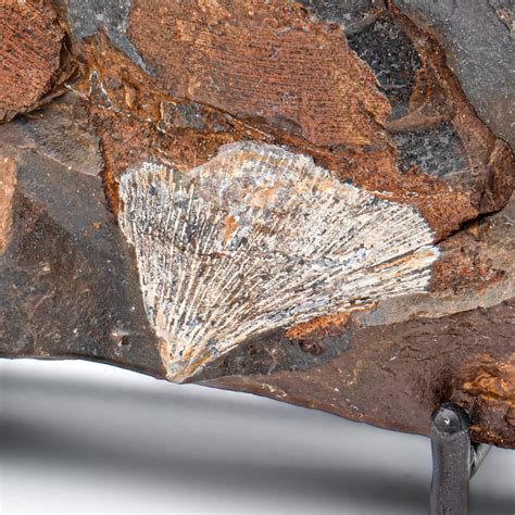 Carboniferous Fossil Plant 474 Lobatopteris Mini Museum Carboniferous Fossil Plant 474 Lobatopteris Mini Museum