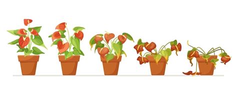 색 배경에서 건강한 식물에서 어지는 식물의 생명주기 평평한 터 일러스트레이션 성장과 퇴의 개념 프리미엄 벡터