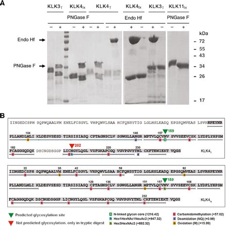 Characterization Of Glycosylated Prostatic Klks A Sds Gel Of Klks 3