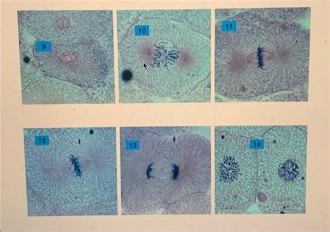 Solved Cell Division Label It Chegg Com