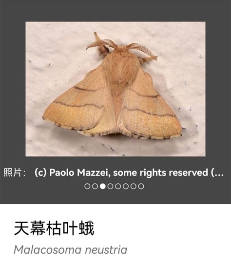 请问这会是某种蛾类的幼虫吗，是哪种？ 知乎