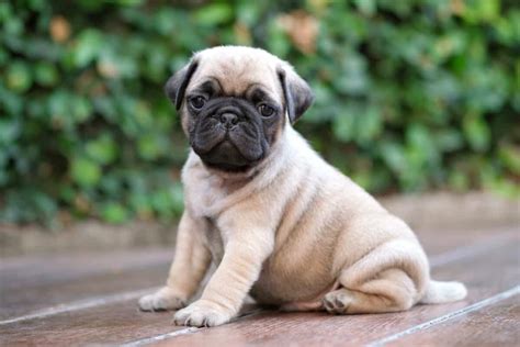 What Do Fawn Pugs Look Like