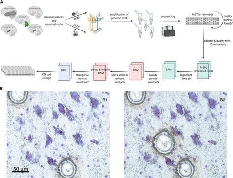 Schematic Of The Workflow And Information About The Samples A The Download Scientific Diagram