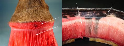 Anatomy Of A Hoof The Evolution And Anatomy Of The Horse Manus With An