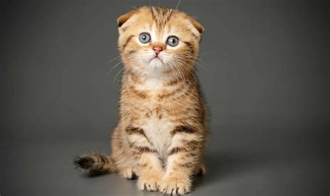 10 Awesome Cat Breeds With Floppy Ears Picture That Will Brighten Your Day