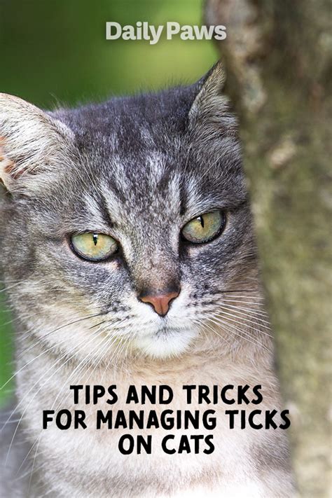Ticks On Cats Artofit