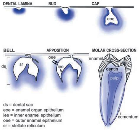 Fate Of The Mammalian Cranial Neural Crest During Tooth And Mandibular Morphogenesis