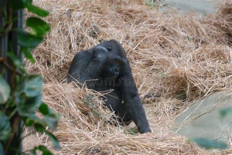 Горилла которая думает стоковое фото изображение насчитывающей республика 167196672