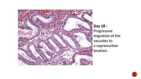 Dating Of Endometrium Female Genital Tract Pptx