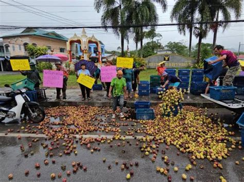 Photo Gallery สุดจะทน ชาวสวนขนมังคุดนับพันกิโลฯ เททิ้งหน้าป้ายอำเภอพรหมคีรี ประท้วงราคาดิ่งเหว