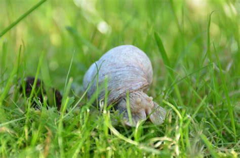 Premium Photo Close Up Of Shell On Grass