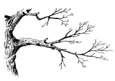 Tree Dead Draw Cliparts Trees Clipart Drawings Outline Line White Clip