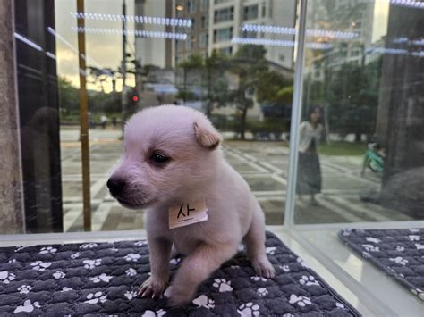 믹스견 사 스피츠성격 시바견성격 시베리안허스키성격 시츄성격 요크셔테리어성격 웰시코기성격 이탈리아그레이하운드성격 치와와성격 코카스파니엘성격 폼스키성격 폼치성격 폼피츠성격 푸숑