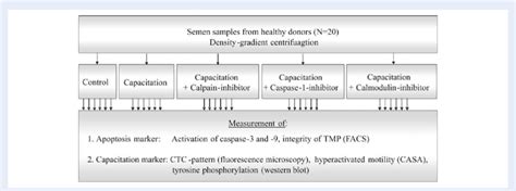 Schematic Of Experimental Design Showing The Different Steps Performed Download Scientific