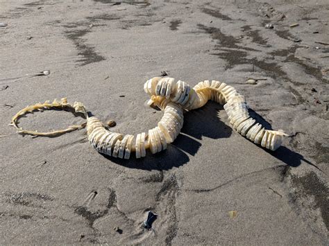 I Know Its An Egg Sack Of Some Kind But To What Found On A Beach In