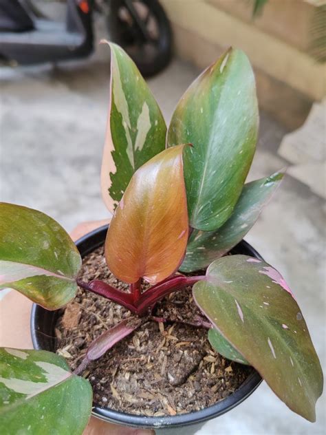 Ppp Marble Furniture And Home Living Gardening Plants And Seeds On Carousell