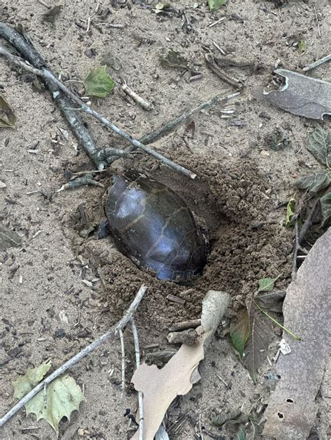 Can Anyone Identify This Turtle Species R Turtle