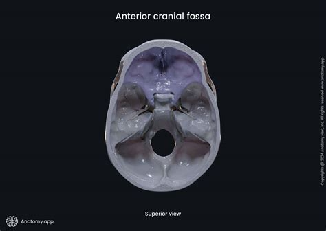 Anterior Cranial Fossa Anatomyapp Anterior Cranial Fossa Anatomyapp