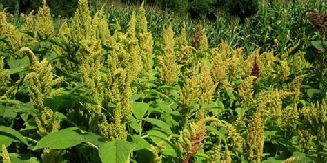 Семена амаранта: польза и вред для организма, суточная доза