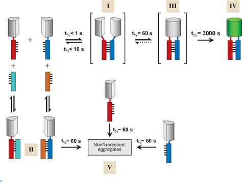 Figure 2 From Bimolecular Fluorescence Complementation Bifc Analysis