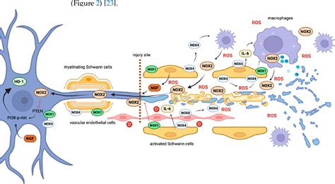 Figure 2 From Role Of Oxygen And Its Radicals In Peripheral Nerve Regeneration From Hypoxia To