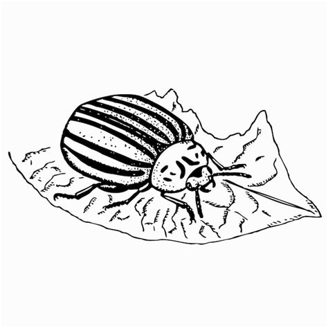 Premium Vector Colorado Potato Beetle On Leaf