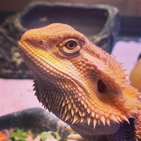 Premium Photo Albus Dumbledore