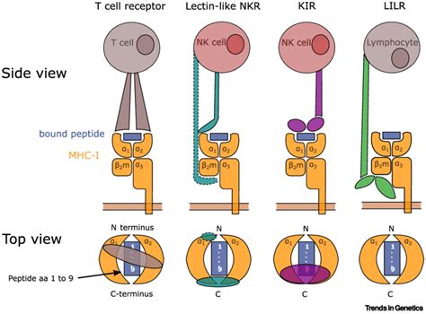 Schematic Illustration Of Interactions Between The Mhc I Bound Download Scientific Diagram