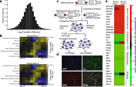 Unique Patterns In The Translation Efficiency Of Cell Type Specific Download Scientific Diagram
