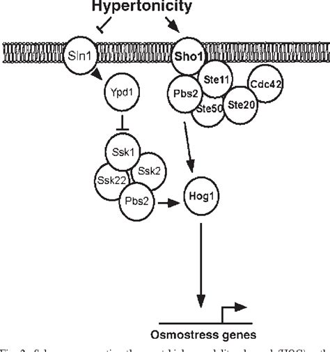 Hyperosmotic Response Semantic Scholar