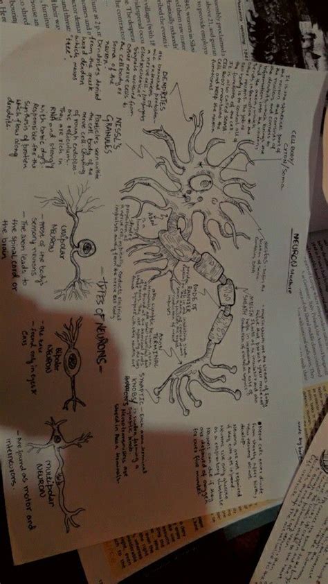 The Structure Of Neuron Types Of Neuron Artofit