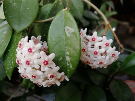 球兰花的种植方法及养护 花百科
