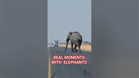 Real Moments Of Nature And Wildlife Elephants Behavior Naturefinder