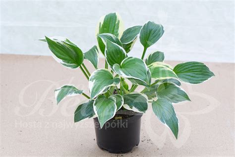 Hosta ‘karin Sklep Hosta Bea