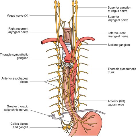 Esophagus Clinical Tree