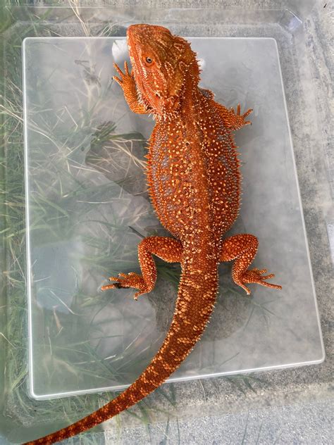Male 1 2 Monster Red Dunner Central Bearded Dragon By Exo Dragons