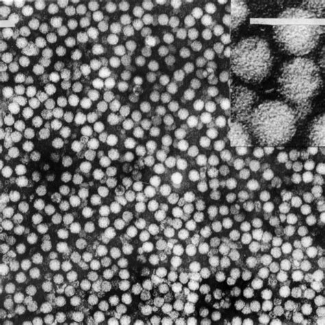 Pdf Occurrence Of Acute Paralysis Virus Of The Honey Bee Apis Mellifera In A Hungarian