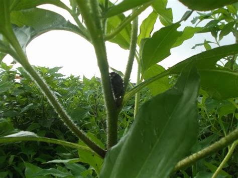 菊芋で雨宿り 菊芋新発見見聞行考録