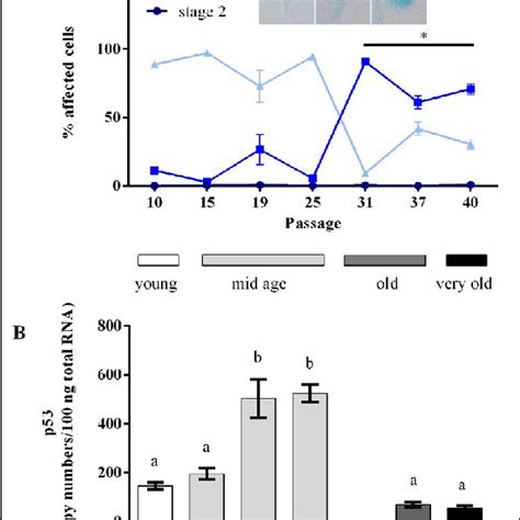 Cellular Senescence A Beta Galactosidase Sabeta Gal Activity
