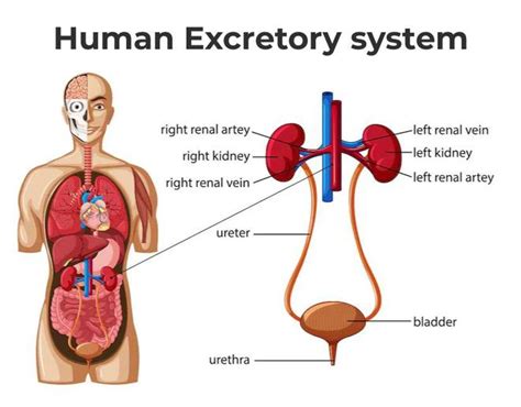 Human Excretory System GeeksforGeeks