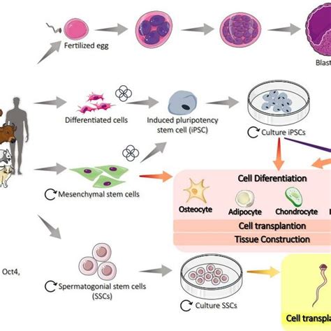 Application Of Various Types Of Stem Cells For The Production Of Viable Download Scientific