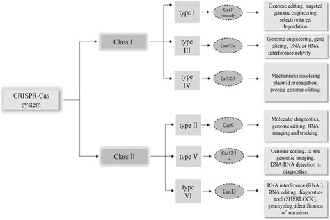 Different Crispr Cas Classes Types And Its Current Applications In